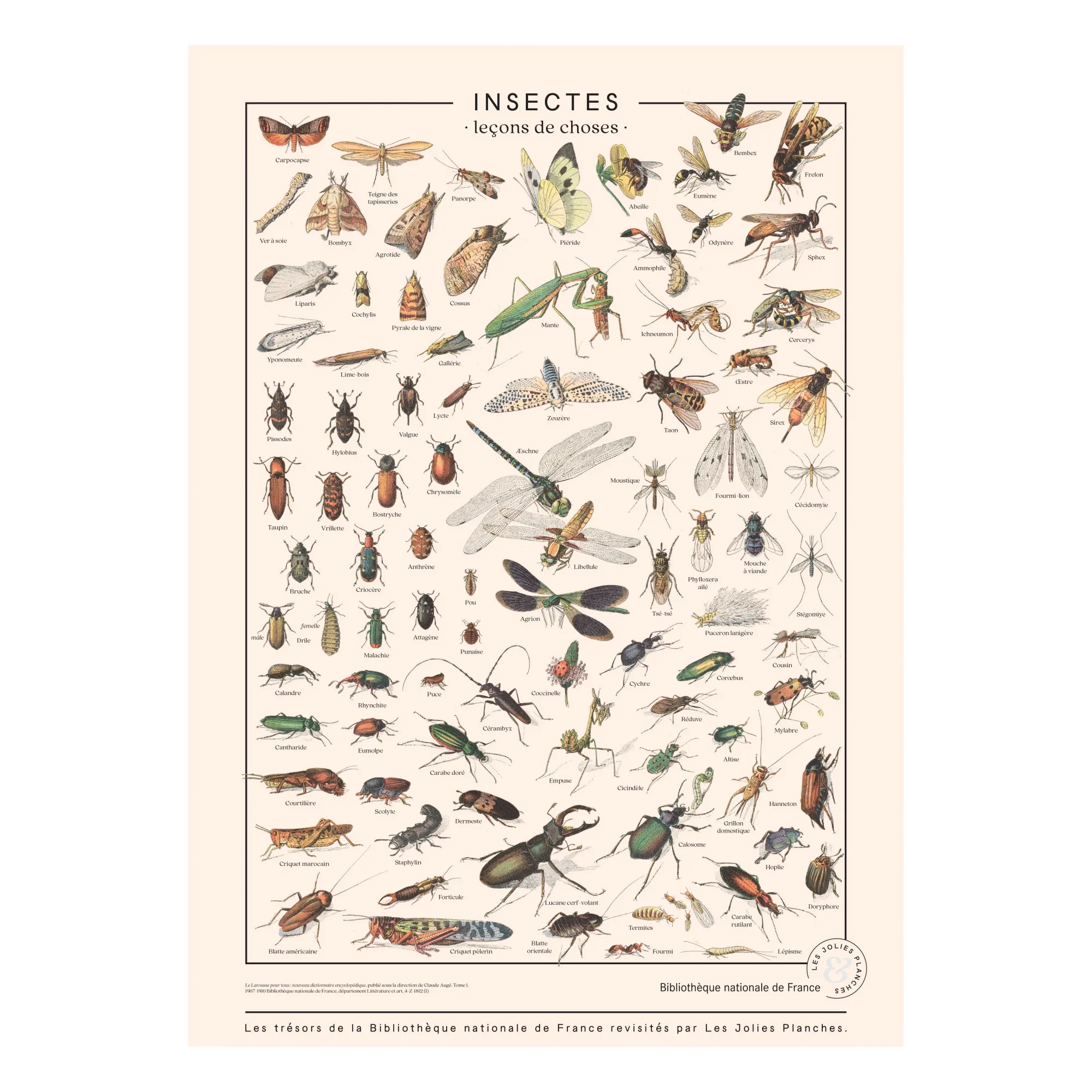 Les Jolies Planches - Planche Insectes 50x70 cm | Smallable